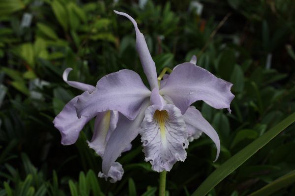 洋蘭 TY-409 C. maxima fma.coerulea 'Hector' SM/JOGA MC(ラン)｜売買されたオークション情報 ...