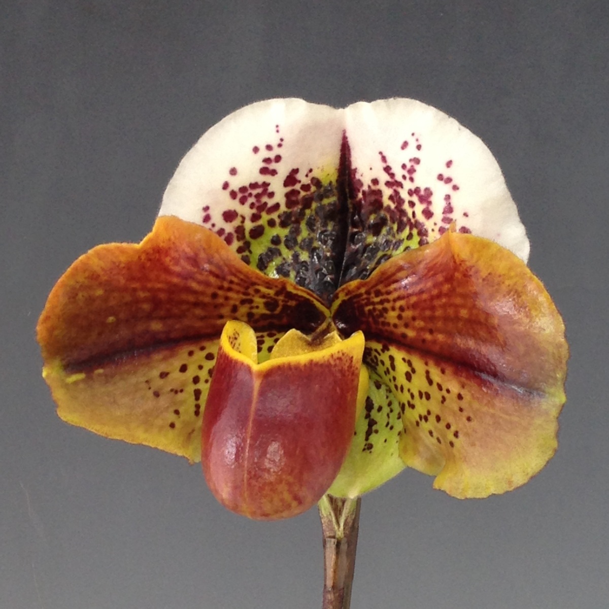 洋蘭 パフィオ TA3341 VS11-22 Paph. Volcano World Pandemonium 'Shock Wave' SM ...