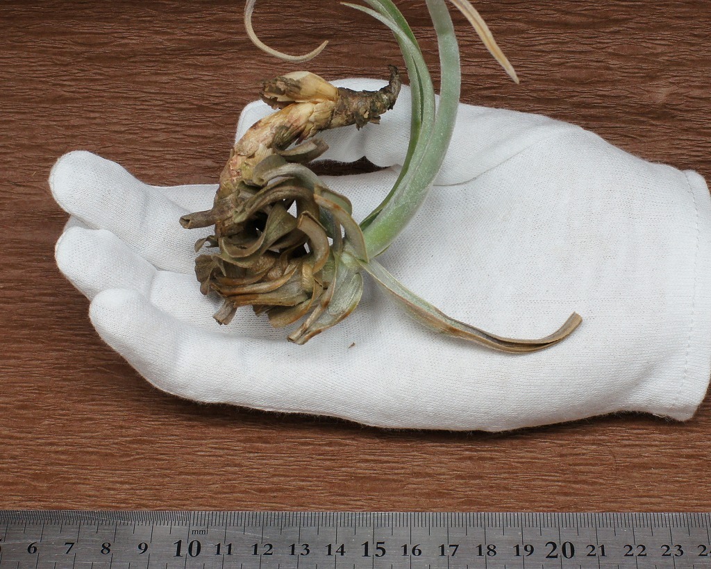 Tillandsia crocata x T. duratii チランジア クロカータ x デュラティー エアープランツOS 第四種 1円 ...