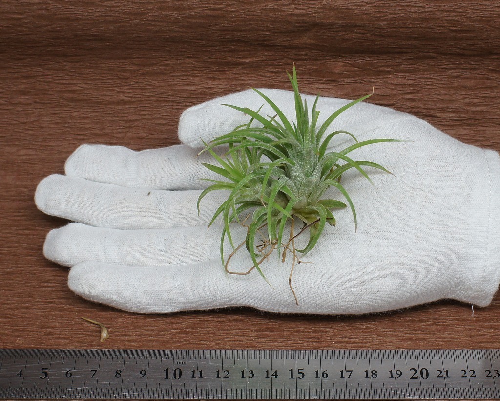Tillandsia ionantha 'Grace' チランジア イオナンタ グレース エアープランツTI 第四種 1円スタート(アナナス ...