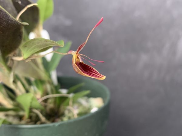 エクアドル固有のレストレピア Restrepia iris 熱帯植物 小型 原種 稀少 テラリウム ビバリウム(ラン)｜売買されたオークション ...