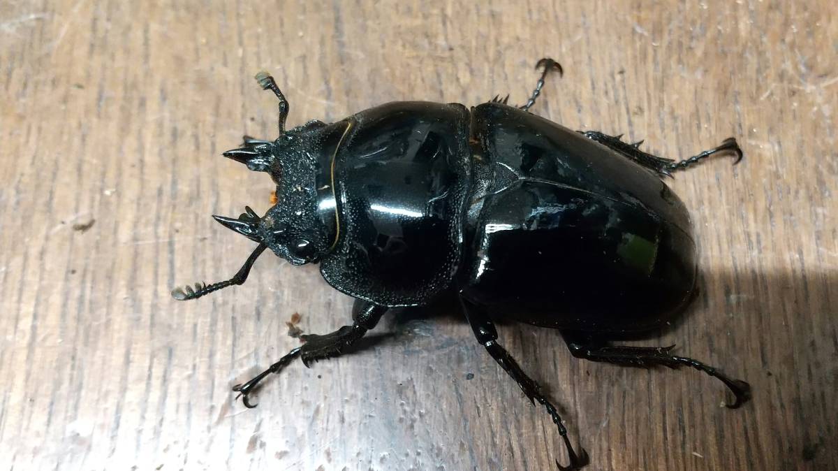 タランドゥスオオツヤクワガタ♀単品 51㎜(外国産)｜売買されたオークション情報、yahooの商品情報をアーカイブ公開 - オークファン（aucfan.com）