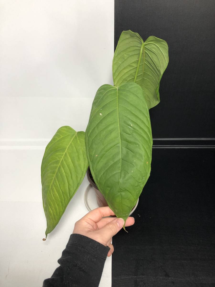 アンスリウム リネオラタム | Anthurium Lineolatum | アロカシア モンステラ フィロデンドロン(その他)｜売買された ...