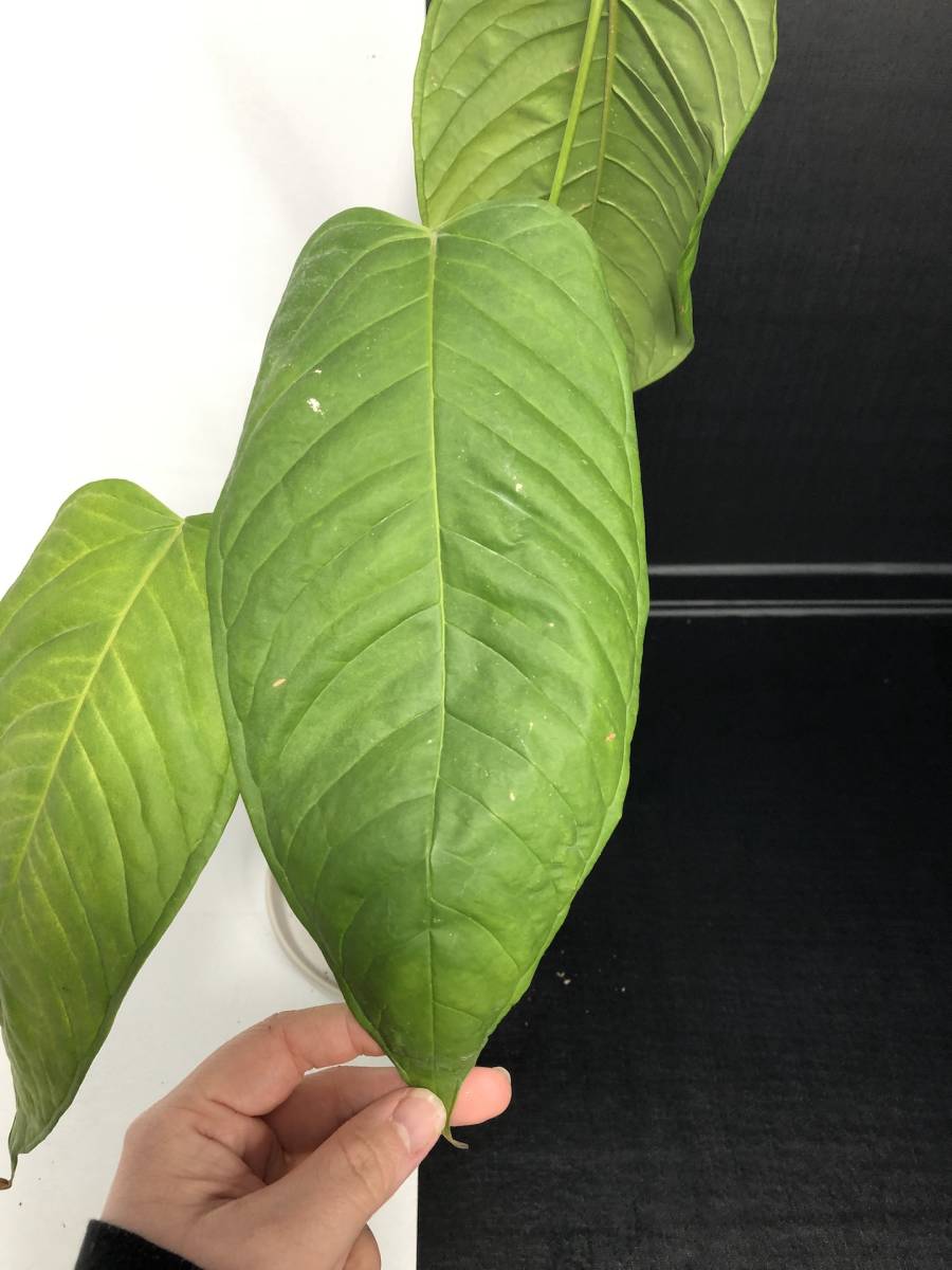 アンスリウム リネオラタム | Anthurium Lineolatum | アロカシア モンステラ フィロデンドロン(その他)｜売買された ...