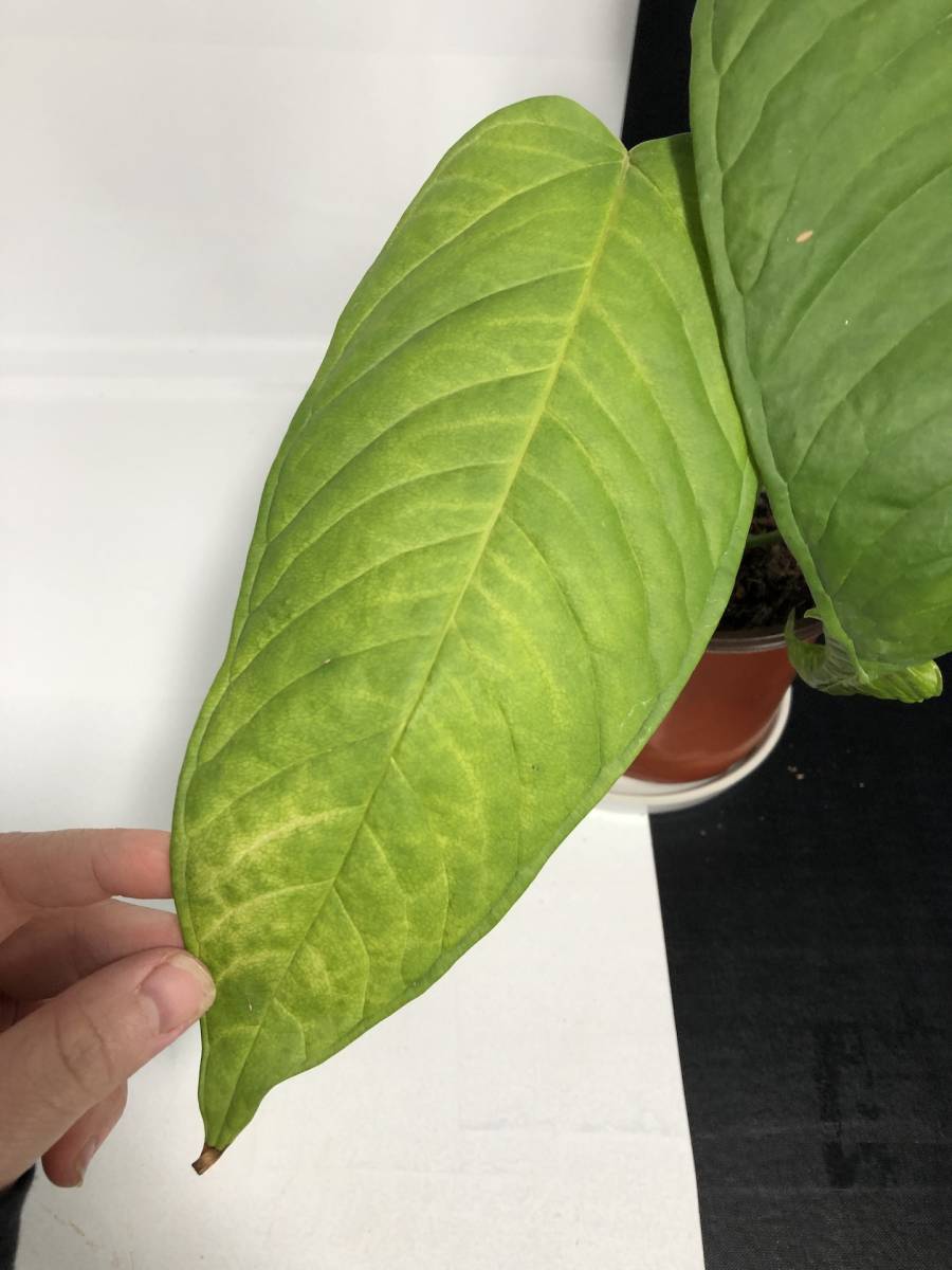 アンスリウム リネオラタム | Anthurium Lineolatum | アロカシア モンステラ フィロデンドロン(その他)｜売買された ...