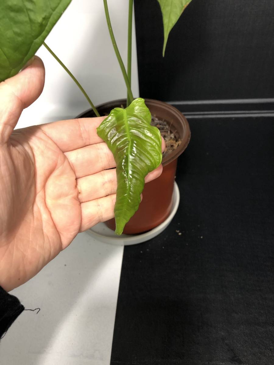 アンスリウム リネオラタム | Anthurium Lineolatum | アロカシア モンステラ フィロデンドロン(その他)｜売買された ...