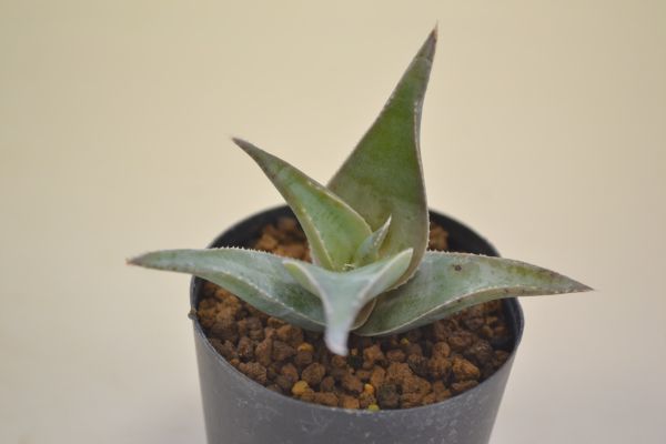 アロエ ビグエリー ALOE viguieri(アロエ)｜売買されたオークション情報、yahooの商品情報をアーカイブ公開 - オークファン ...