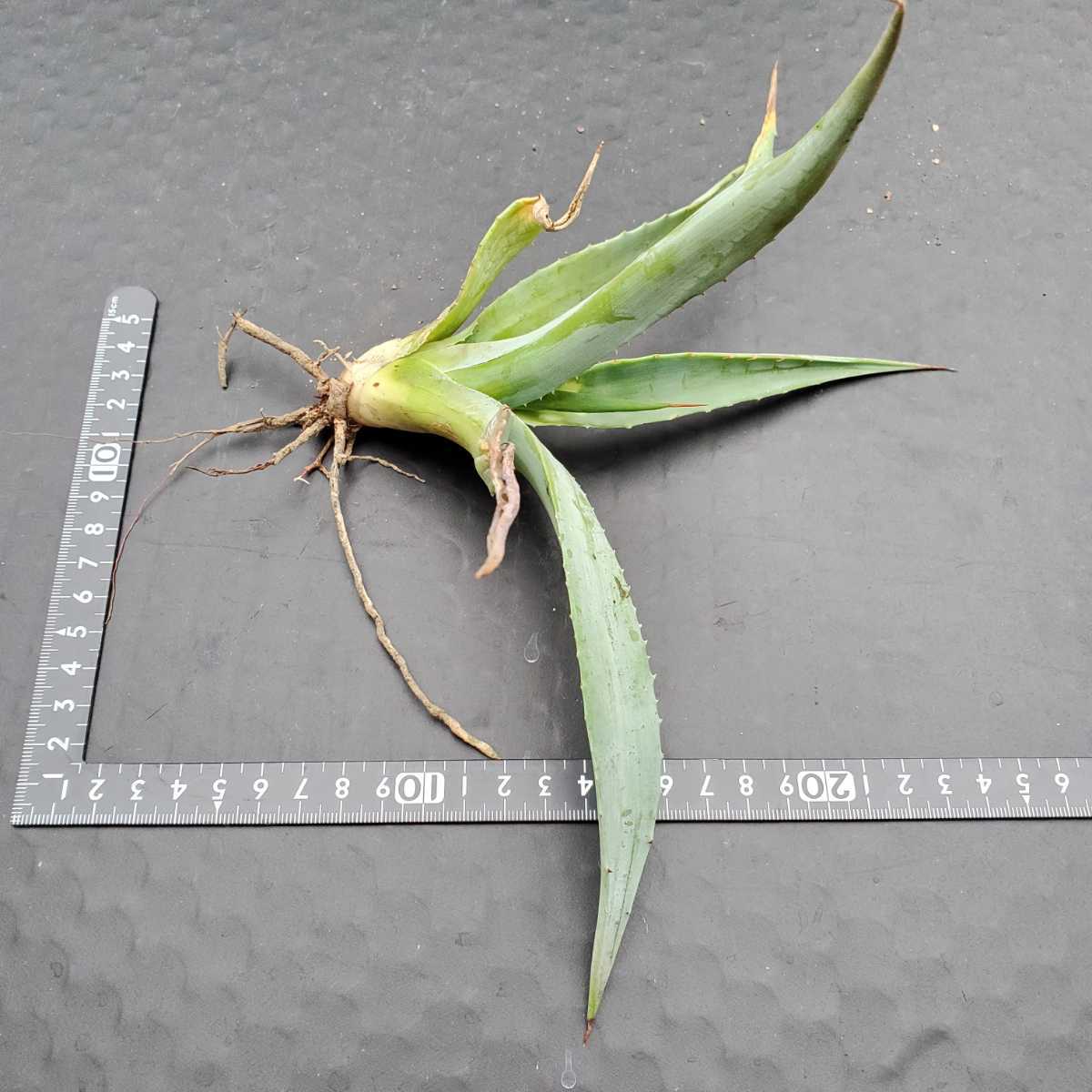 1円スタート 激レア美種. アガベ アズレア カキ仔 B “Agave azurea”(アガベ)｜売買されたオークション情報、yahooの商品 ...