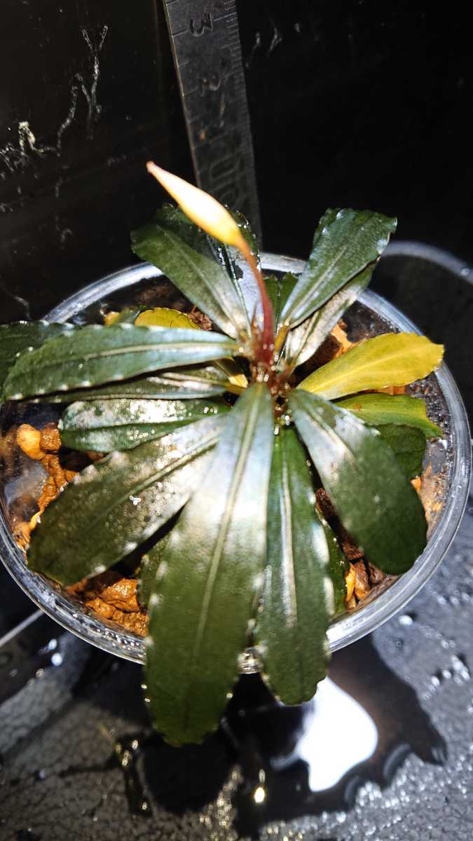 Bucephalandra sp Sayan-1 Black AZ0611-18の増株(その他)｜売買されたオークション情報、yahooの商品 ...