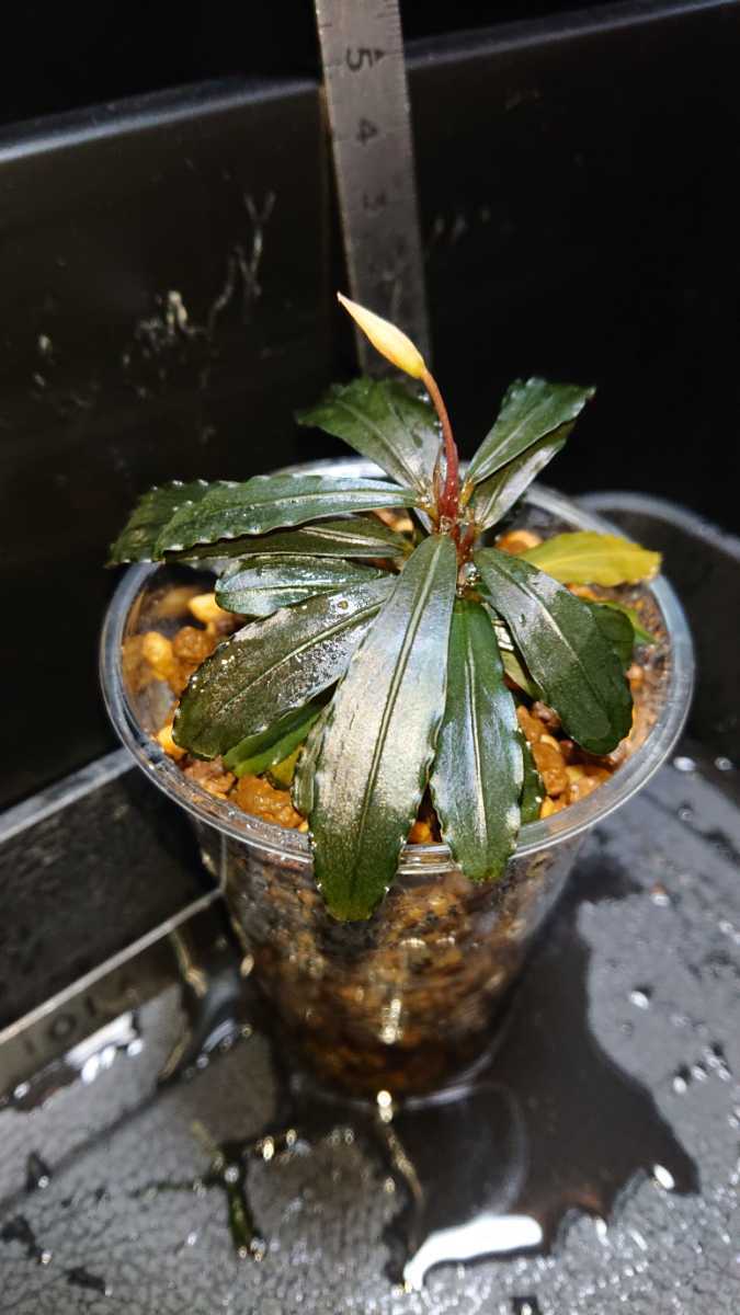 Bucephalandra sp Sayan-1 Black AZ0611-18の増株(その他)｜売買されたオークション情報、yahooの商品 ...