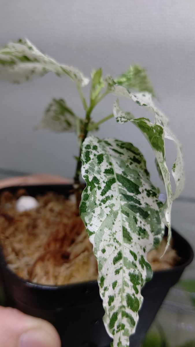 Ficus aspera 'Parcellii' フィカス アスペラ パーセリー 斑入り(観葉植物)｜売買されたオークション情報、yahooの ...