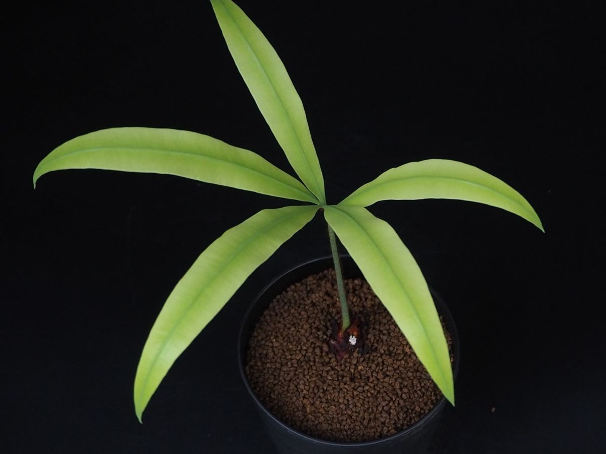 RR_ マイナーソテツ サイカス シェヴァリエリ/Cycas chevalieri/1株/2018年輸入種子実生苗/検索用→ホリダス デバオエ ...