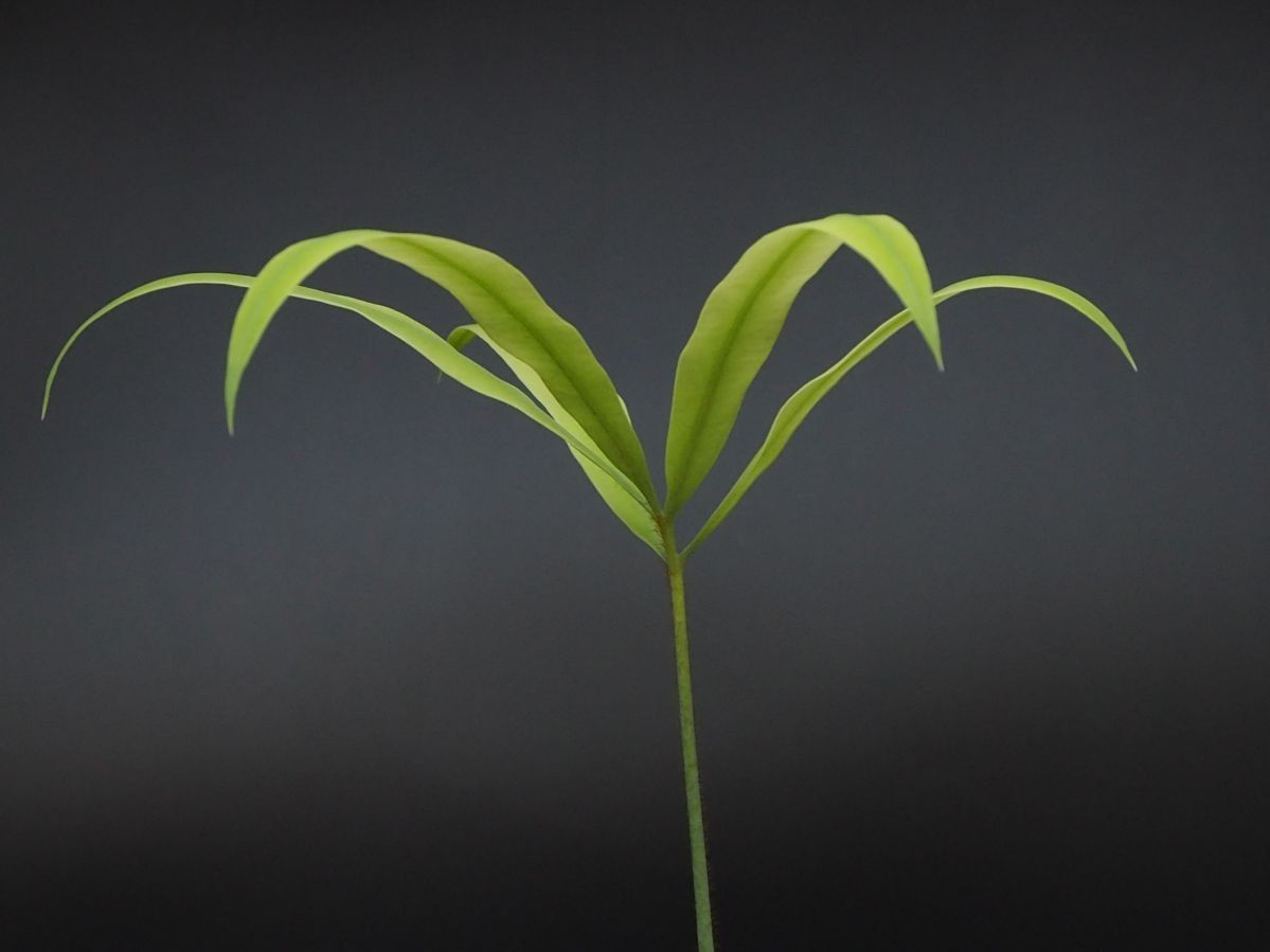 RR_ マイナーソテツ サイカス シェヴァリエリ/Cycas chevalieri/1株/2018年輸入種子実生苗/検索用→ホリダス デバオエ ...