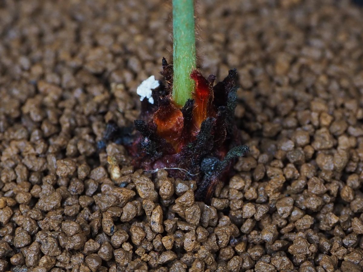 RR_ マイナーソテツ サイカス シェヴァリエリ/Cycas chevalieri/1株/2018年輸入種子実生苗/検索用→ホリダス デバオエ ...