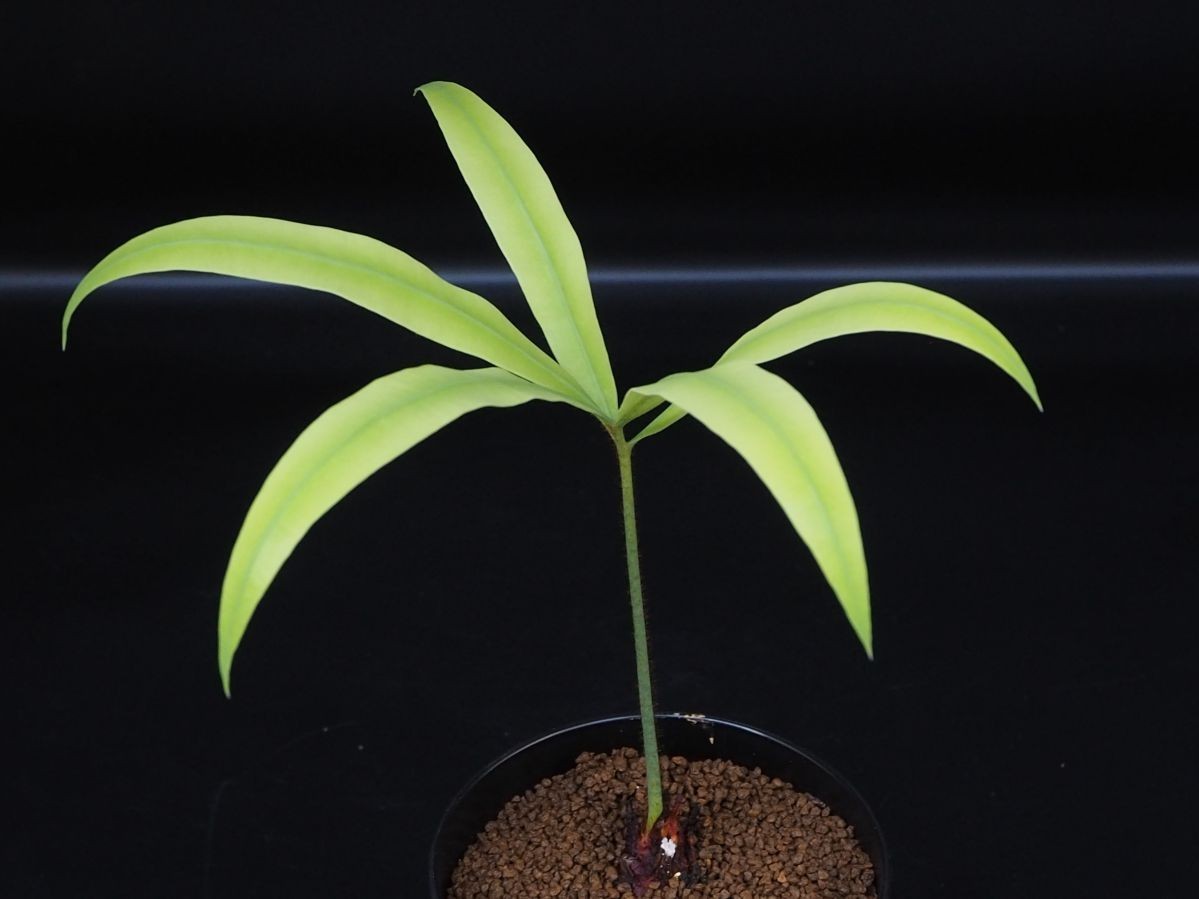 RR_ マイナーソテツ サイカス シェヴァリエリ/Cycas chevalieri/1株/2018年輸入種子実生苗/検索用→ホリダス デバオエ ...