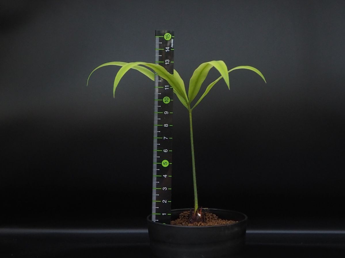 RR_ マイナーソテツ サイカス シェヴァリエリ/Cycas chevalieri/1株/2018年輸入種子実生苗/検索用→ホリダス デバオエ ...