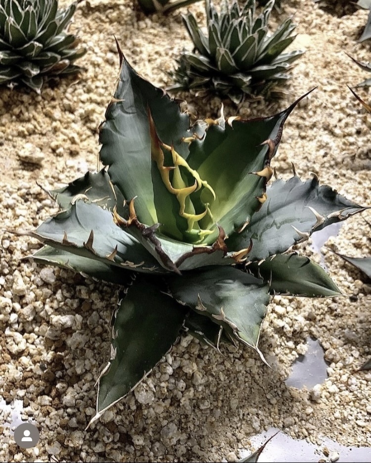 Agave 'Solar Eclipse’ 選抜 ソーラーエクリプス サボテン 多肉植物 アガベ 塊根植物(サボテン)｜売買されたオークション ...