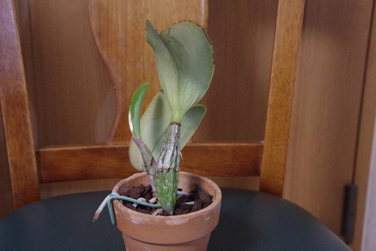 原種 洋蘭 C.nobilior flamea 'Imperial'×self ACWJ入賞花(ラン)｜売買されたオークション情報、yahoo ...