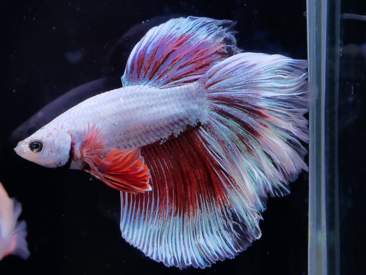 PoPo Betta ベタE17 ローズテール パープルファンシー♂ タイ直輸入(ベタ)｜売買されたオークション情報、yahooの商品情報をアーカイブ公開 - オークファン（aucfan.com）