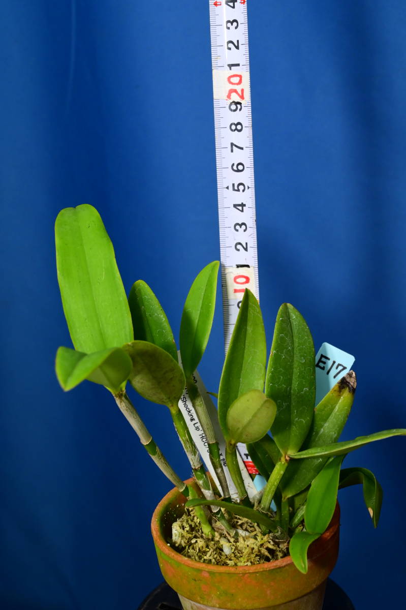 E17 C. amethystoglossa semi-alba x sib. 'Wailea Point' x 'Shocking Lip ...