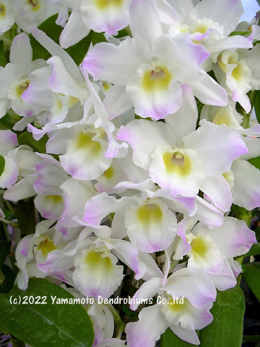 洋蘭 デンドロビューム交配種 花芽つき 低温処理済 Den. Spring Dream ‘Kumiko’(ラン)｜売買されたオークション情報 ...