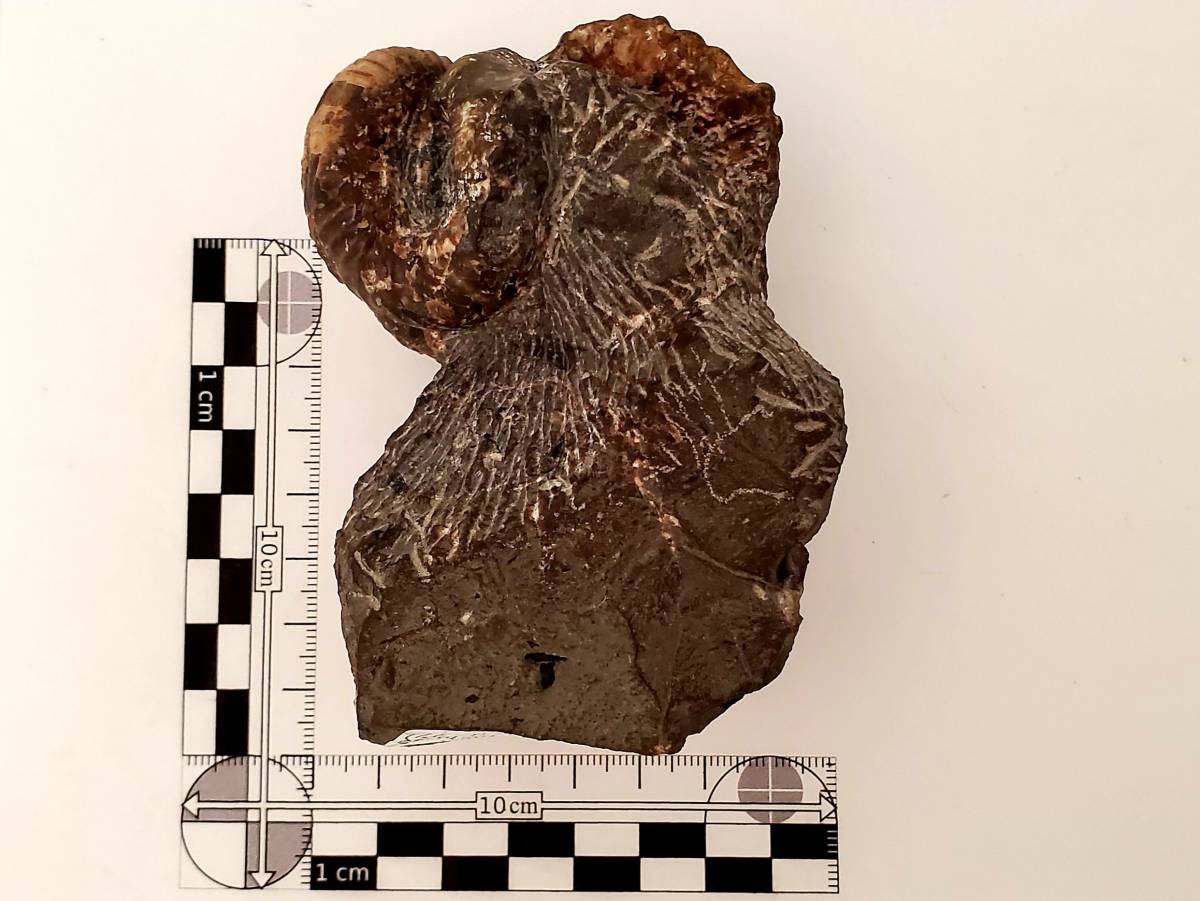 稀産 ニッポニテス ミラビリス Nipponites mirabilis 中記念別産 アンモナイト 異常巻 異常巻き 日本 化石 ニッポ(化石 ...