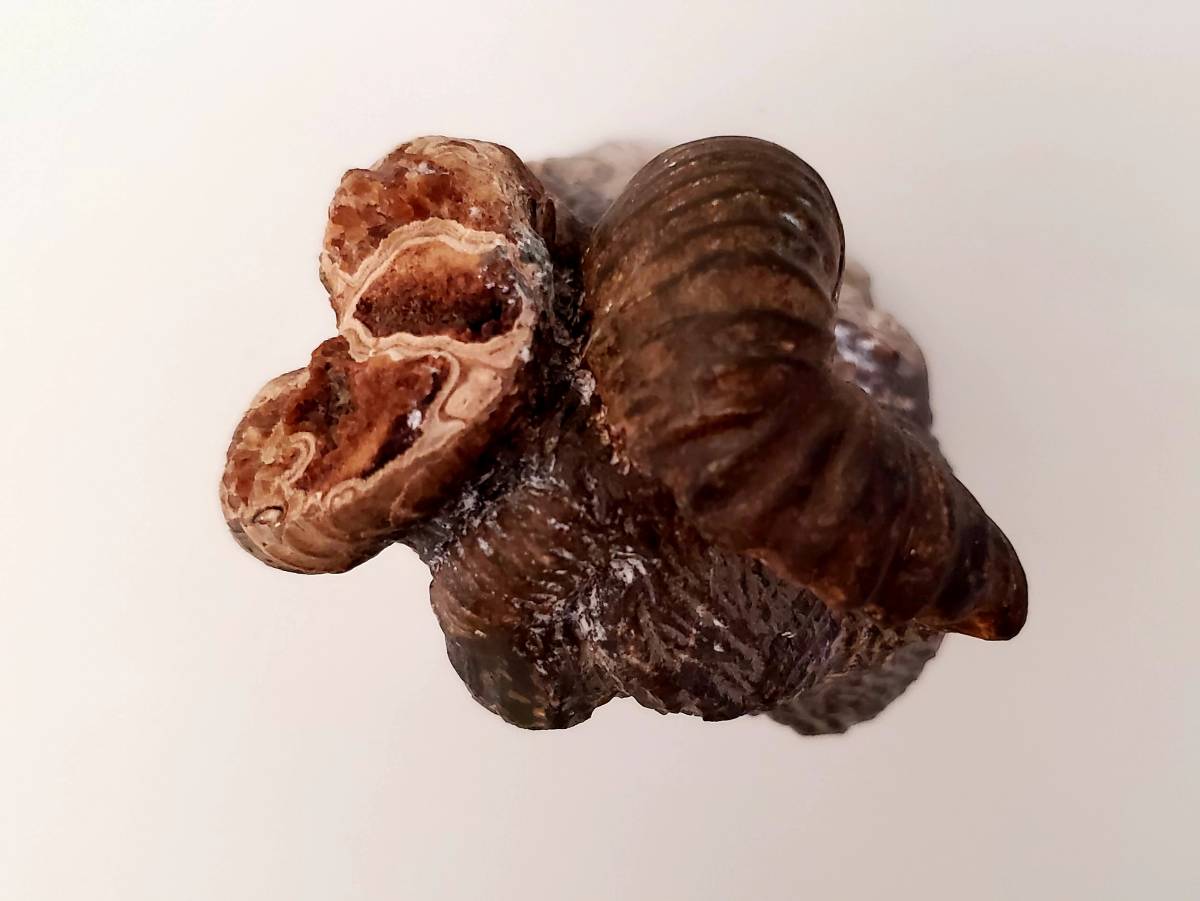 稀産 ニッポニテス ミラビリス Nipponites mirabilis 中記念別産 アンモナイト 異常巻 異常巻き 日本 化石 ニッポ(化石 ...