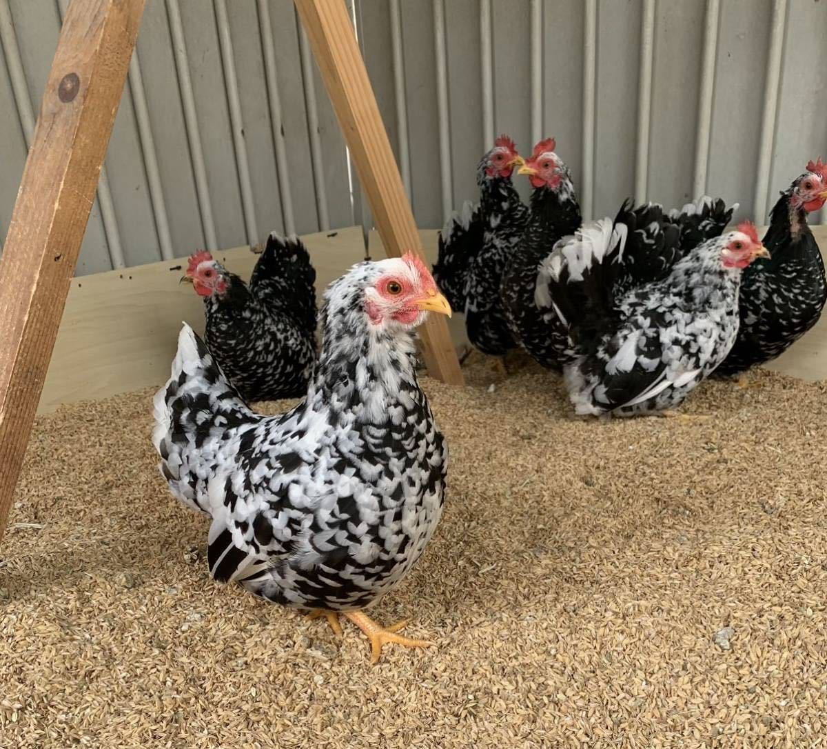 食用 碁石チャボ有精卵 3個 碁石チャボ 碁石矮鶏 鶏 有精卵(卵)｜売買されたオークション情報、yahooの商品情報をアーカイブ公開 ...