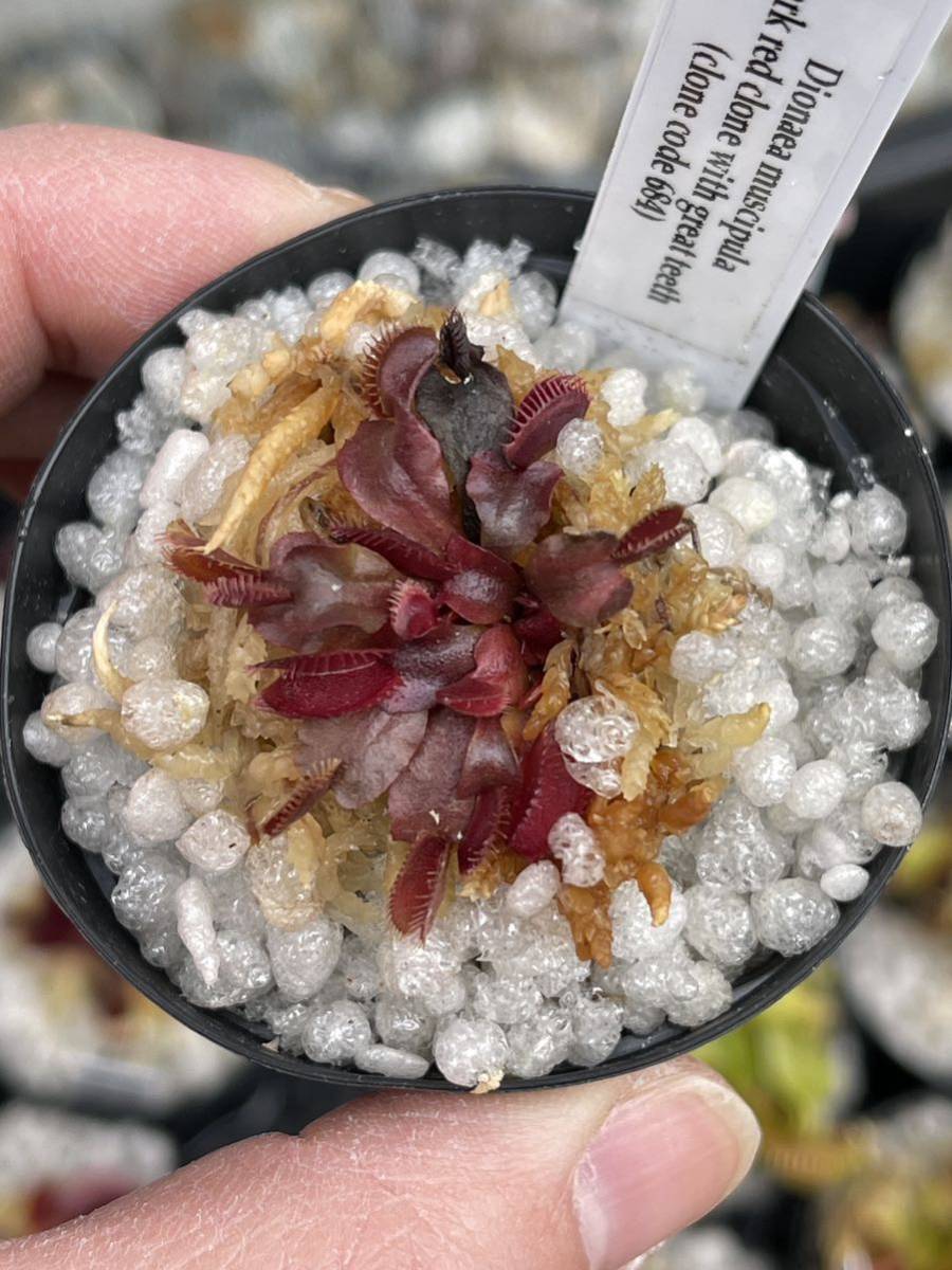 E Dionaea muscipula dark red clone with great teeth clone code 684 ディオネアマスシプラ ハエトリソウ ハエトリグサ 2号 ...