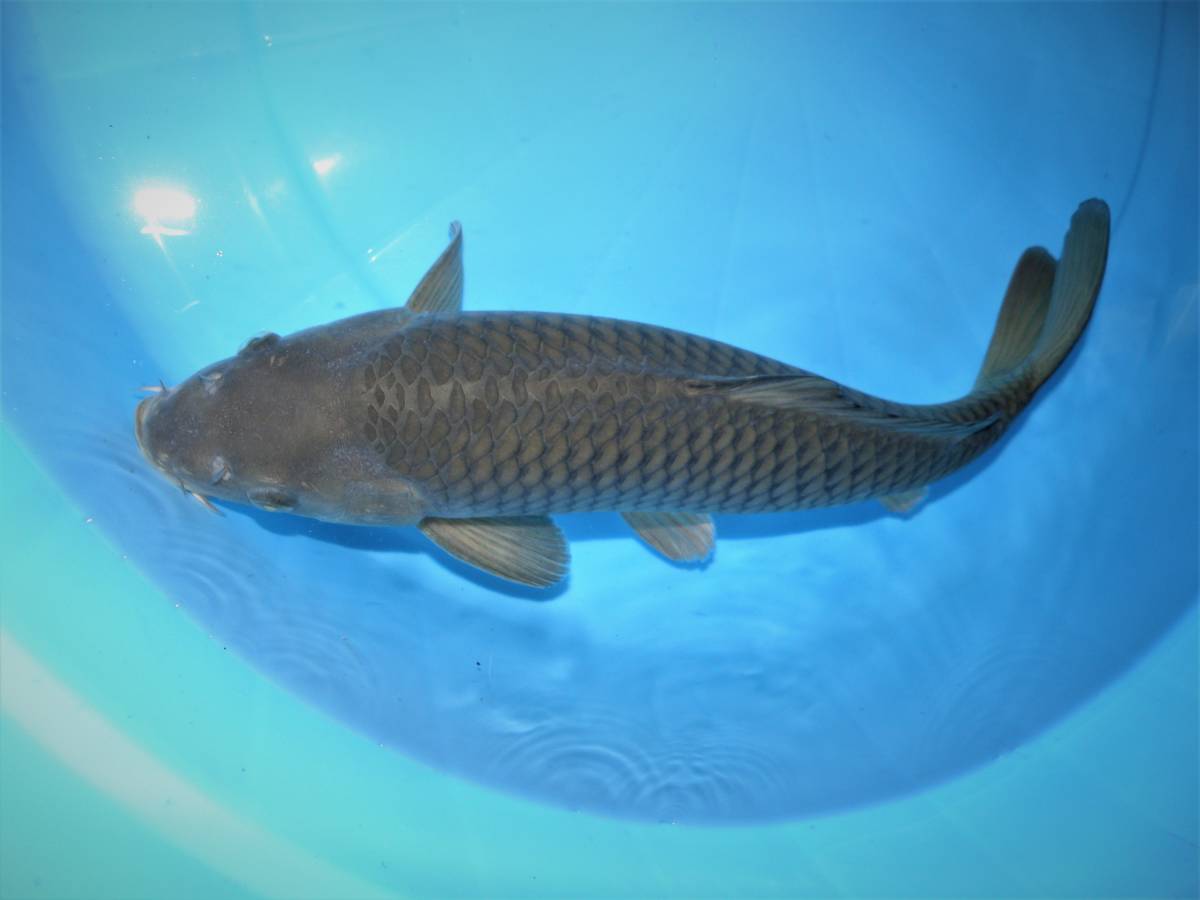 茶鯉 44CM 2021産 小西養鯉場(錦鯉)｜売買されたオークション情報、yahooの商品情報をアーカイブ公開 - オークファン（aucfan.com）