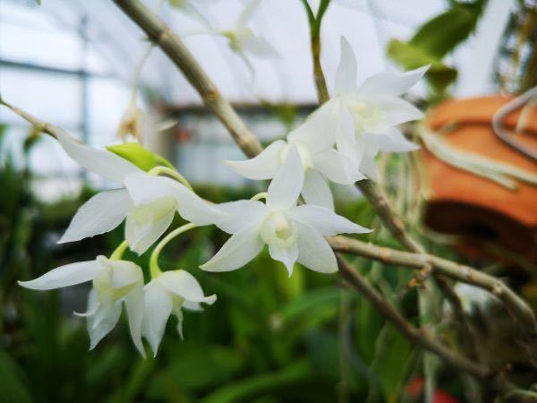 洋ランR5-187 原種デンドロビューム Den.hercoglossum album 'Hsinying' CHM／TOGA Div(ラン ...