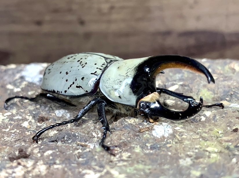 ATGR グラントシロカブト ペア オス 約71mm メス 約48mm CBF1 即ブリ可能 出品№8(外国産)｜売買されたオークション情報 ...