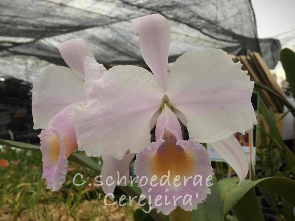 洋蘭原種 C.schroederae 'Elegans' x 'Cerejeira'(ラン)｜売買されたオークション情報、yahooの商品情報 ...