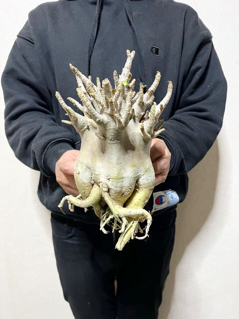 黒 Adenium arabicum black skin kalamae アデニウム アラビカム ブラックスキン コーデックス 多肉植物 ...