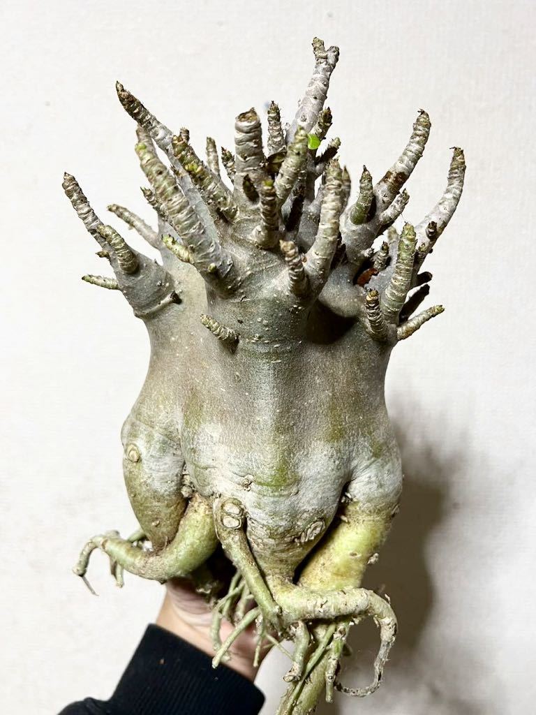 黒 Adenium arabicum black skin kalamae アデニウム アラビカム ブラックスキン コーデックス 多肉植物 ...