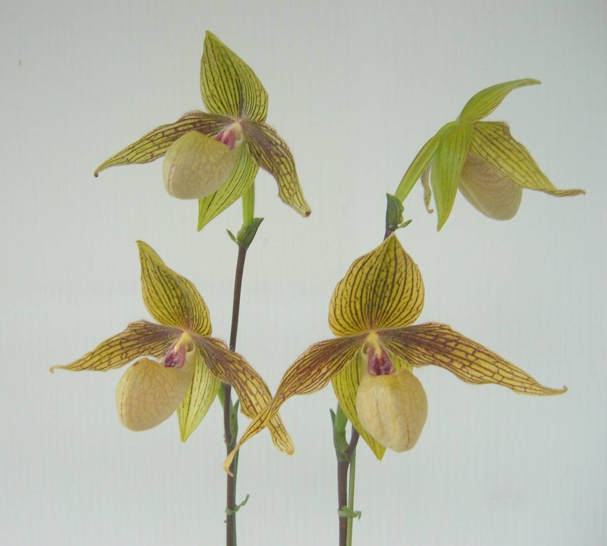 1492 洋蘭 Paph. Harold Koopowitz ハロルド クーポウィッツ(ラン)｜売買されたオークション情報、yahooの商品 ...