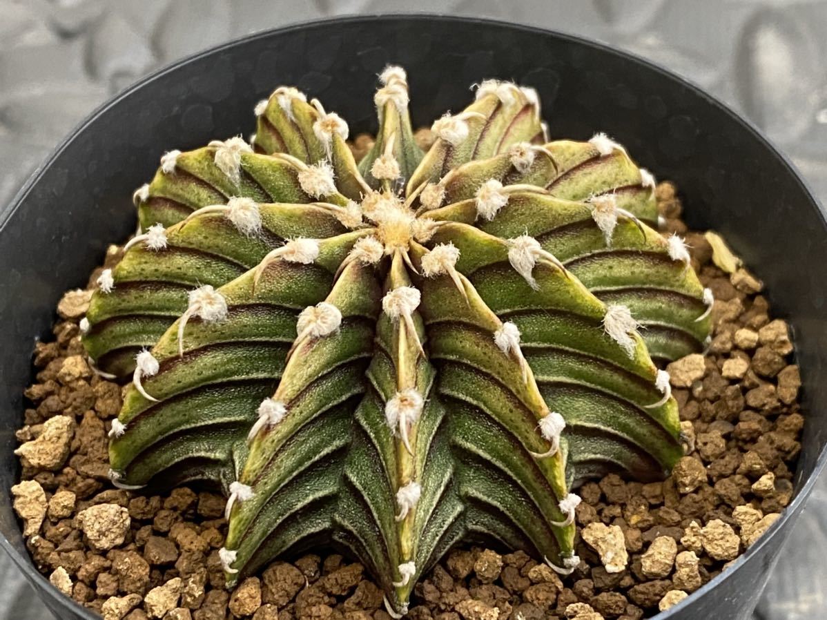 CO 203 ギムノカリキウム friedrichii LB2178 サボテン 多肉植物(サボテン)｜売買されたオークション情報、yahooの ...