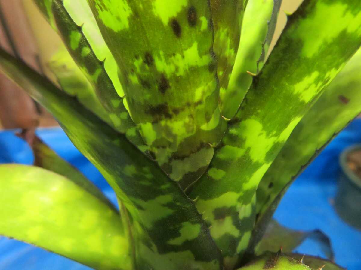 第四種 エクメア コレイアアラウジョイ Aechmea correia-araujoi 美種 アナナス ブロメリア 着生 チランジア(アナナス ...