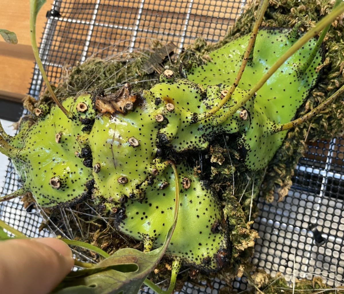 レカノプテリス ミラビリス 特大株Lecanopteris mirabilis アリノスシダ(ビカクシダ、コウモリラン)｜売買された ...