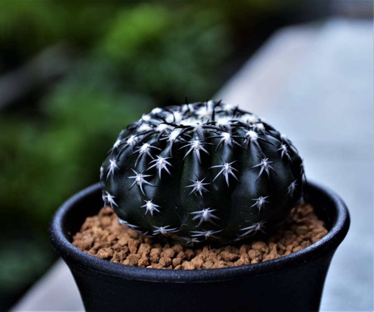 多肉植物 サボテン ディスコカクタス 交配 Discocactus horstii×D.hartmannii 黒太刺 宝寿丸 実生 Φ5.0 ...