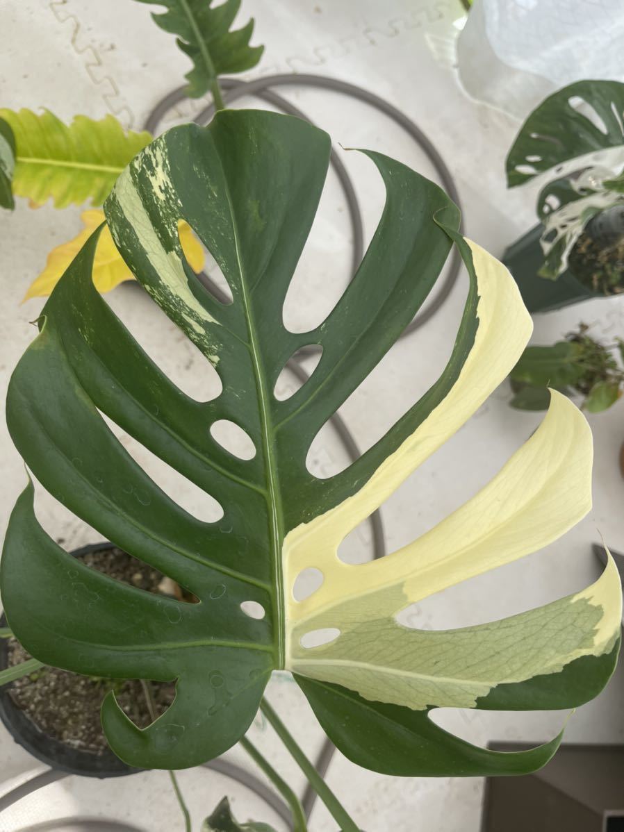 モンステラお好きな方ご注意 モンステラデリシオーサ白斑入り‘ホワイトデイアス /Monstera deliciosa “White tears ...