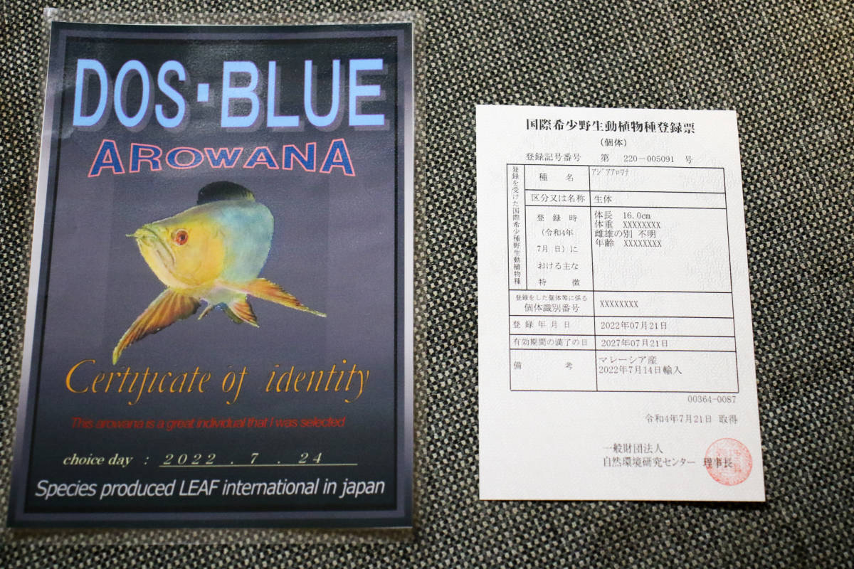 原産国マレーシア産 極上-青い過背金龍 DOS BLUE AROWANA F4 メタル藍底タイプ 22㎝ NO2425(アロワナ)｜売買された ...