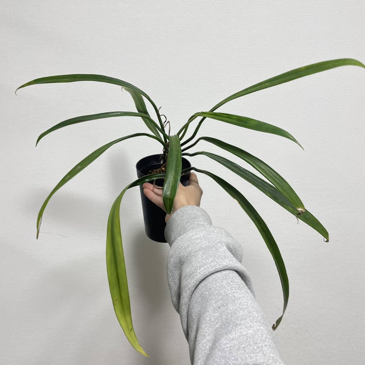 Pof Philodendron alternans フィロデンドロン アルテルナンス(観葉植物)｜売買されたオークション情報、yahooの ...
