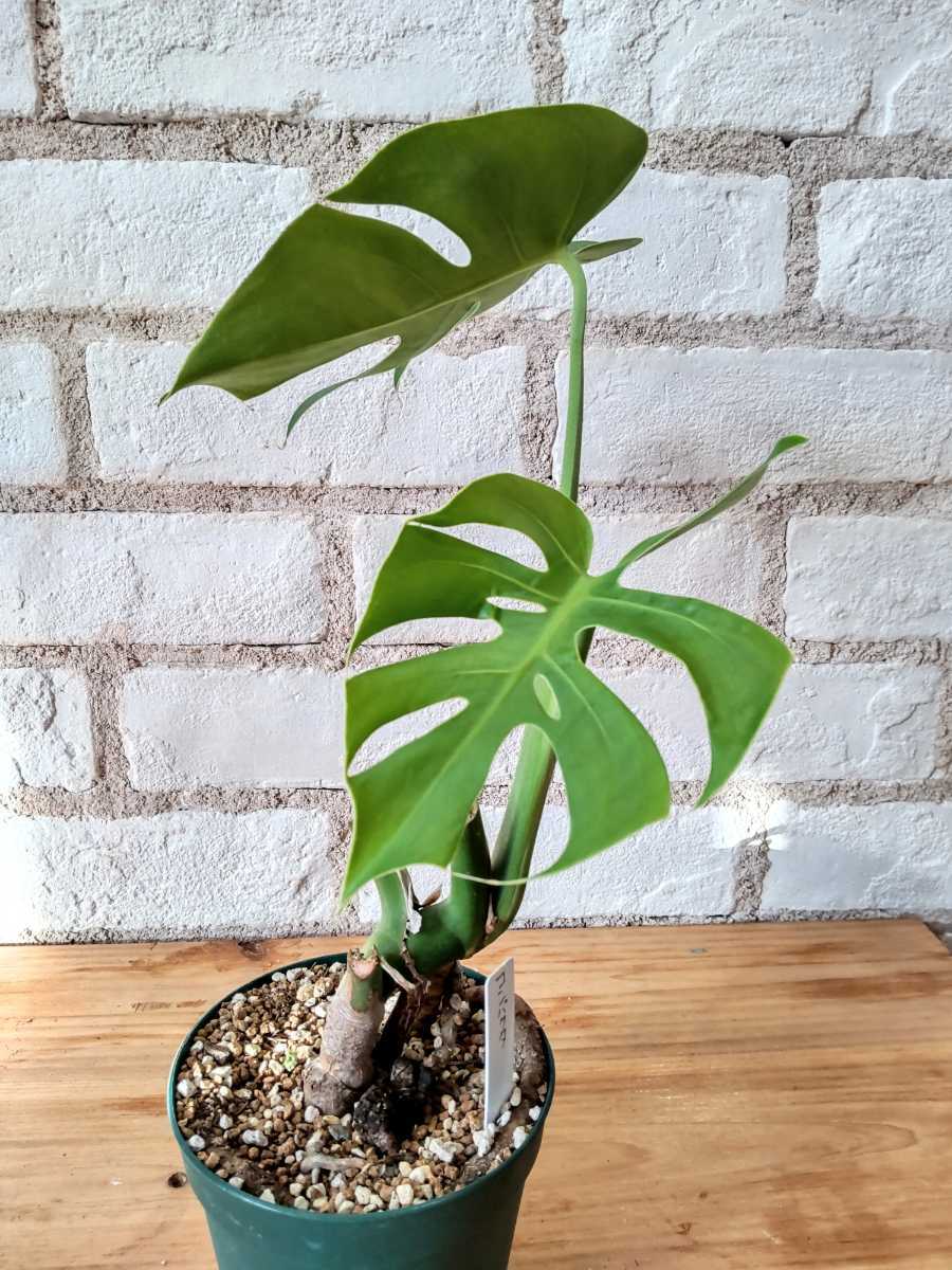 Monstera Deliciosa Compacta モンステラ デリシオサ デリシオーサ コンパクタ 切れ込み最高(モンステラ)｜売買され ...