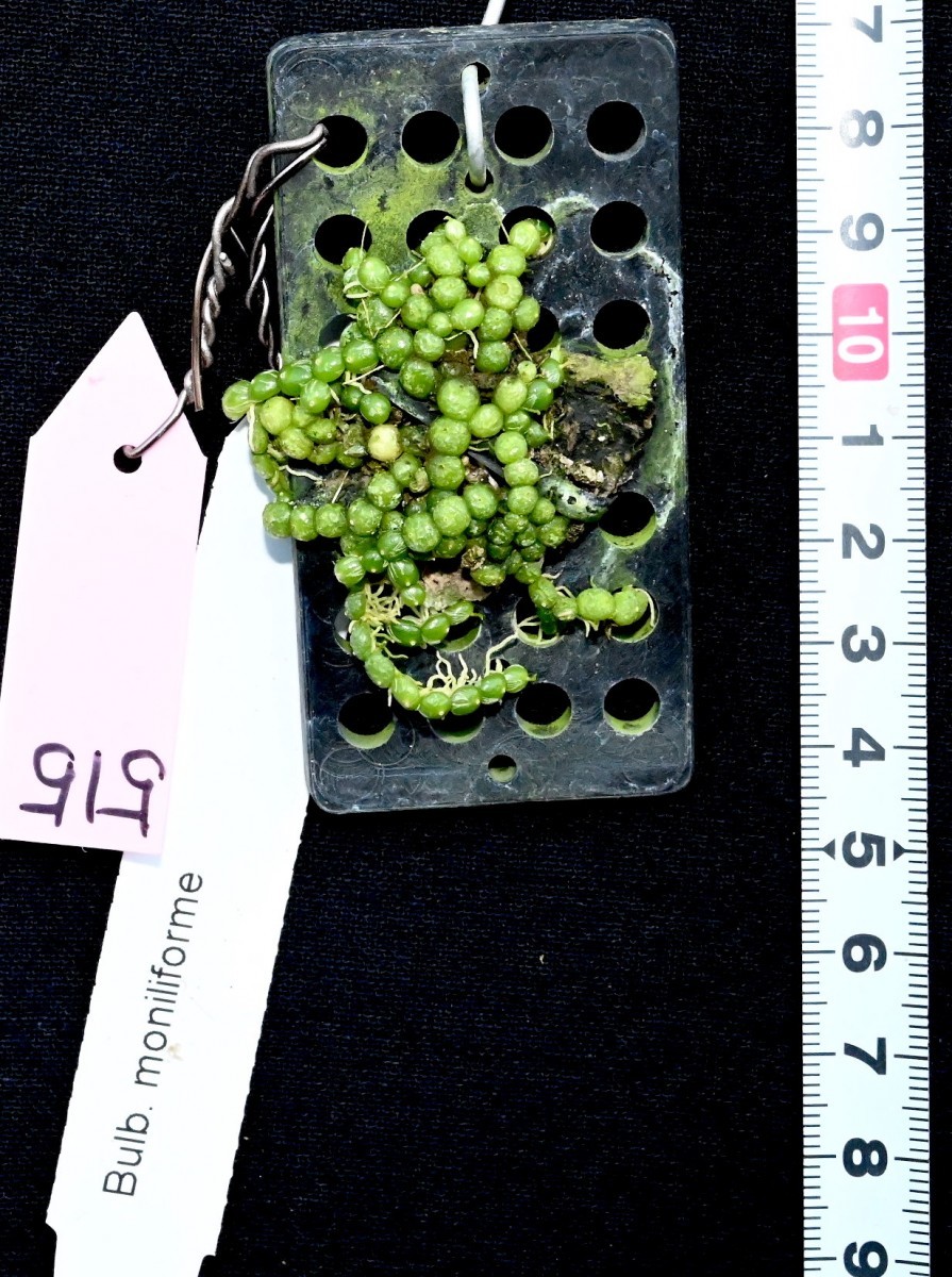 洋蘭原種 515 良株 Bulb. moniliforme バルボフィラム モニリフォルメ(ラン)｜売買されたオークション情報、yahooの ...