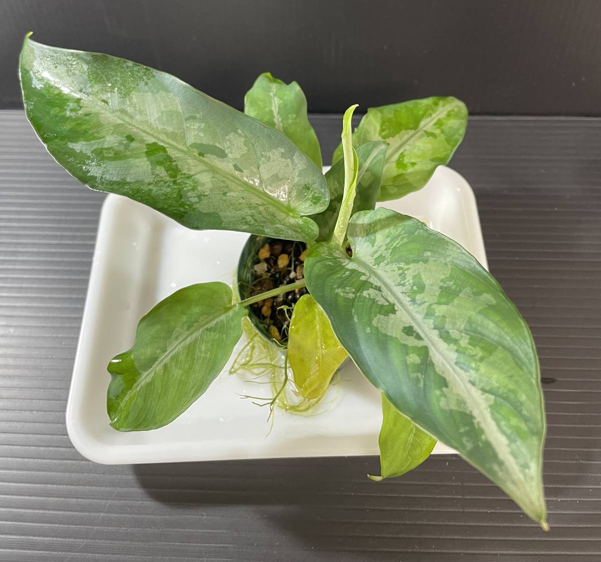 Schismatoglottis sp. Ulu Segama east Sabah TB便(その他)｜売買されたオークション情報、yahoo ...
