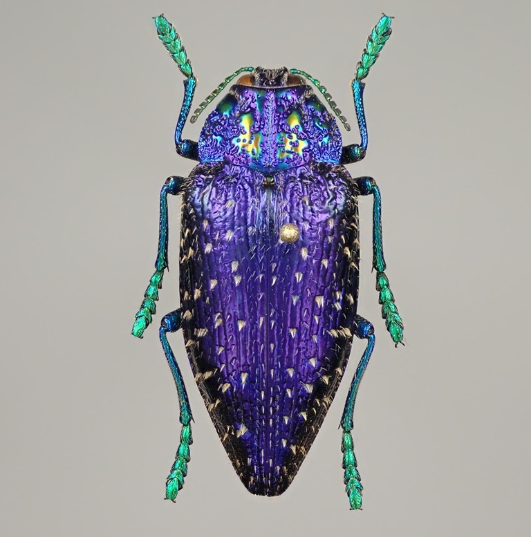 マダガスカル産 ニシキカワリタマムシ Polybothris sumptuosa 32mm 標本(その他)｜売買されたオークション情報 ...