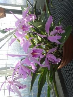 洋蘭 C.maxima Shining Fuji(ラン)｜売買されたオークション情報、yahooの商品情報をアーカイブ公開 - オークファン ...