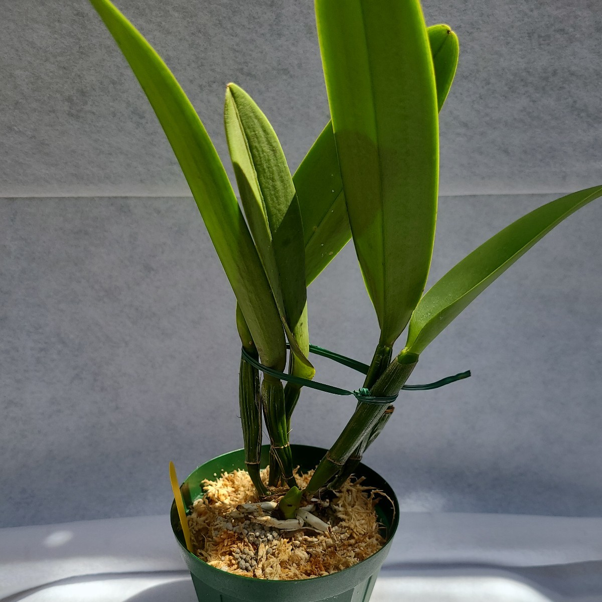 洋蘭 C.maxima Shining Fuji(ラン)｜売買されたオークション情報、yahooの商品情報をアーカイブ公開 - オークファン ...