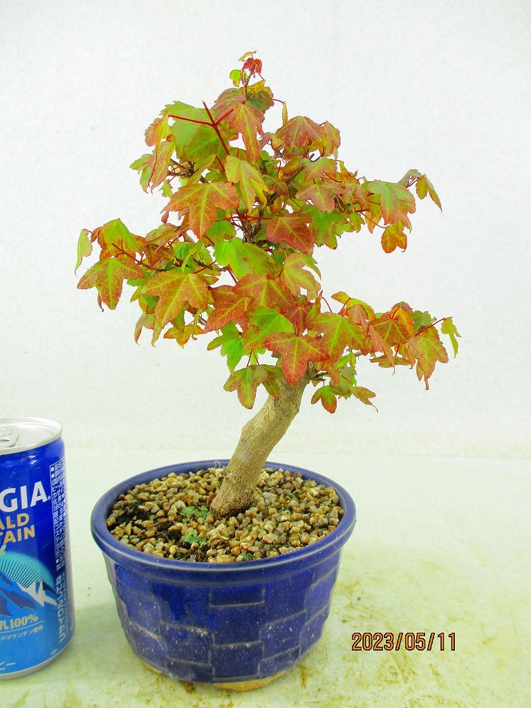 讃岐屋緑兵衛 カエデ 5378瑠璃釉丸鉢 全高：25㎝ 同梱包は まとめて取引 手続厳守 送料明記(楓（かえで）)｜売買されたオークション情報、yahooの商品情報をアーカイブ公開 ...